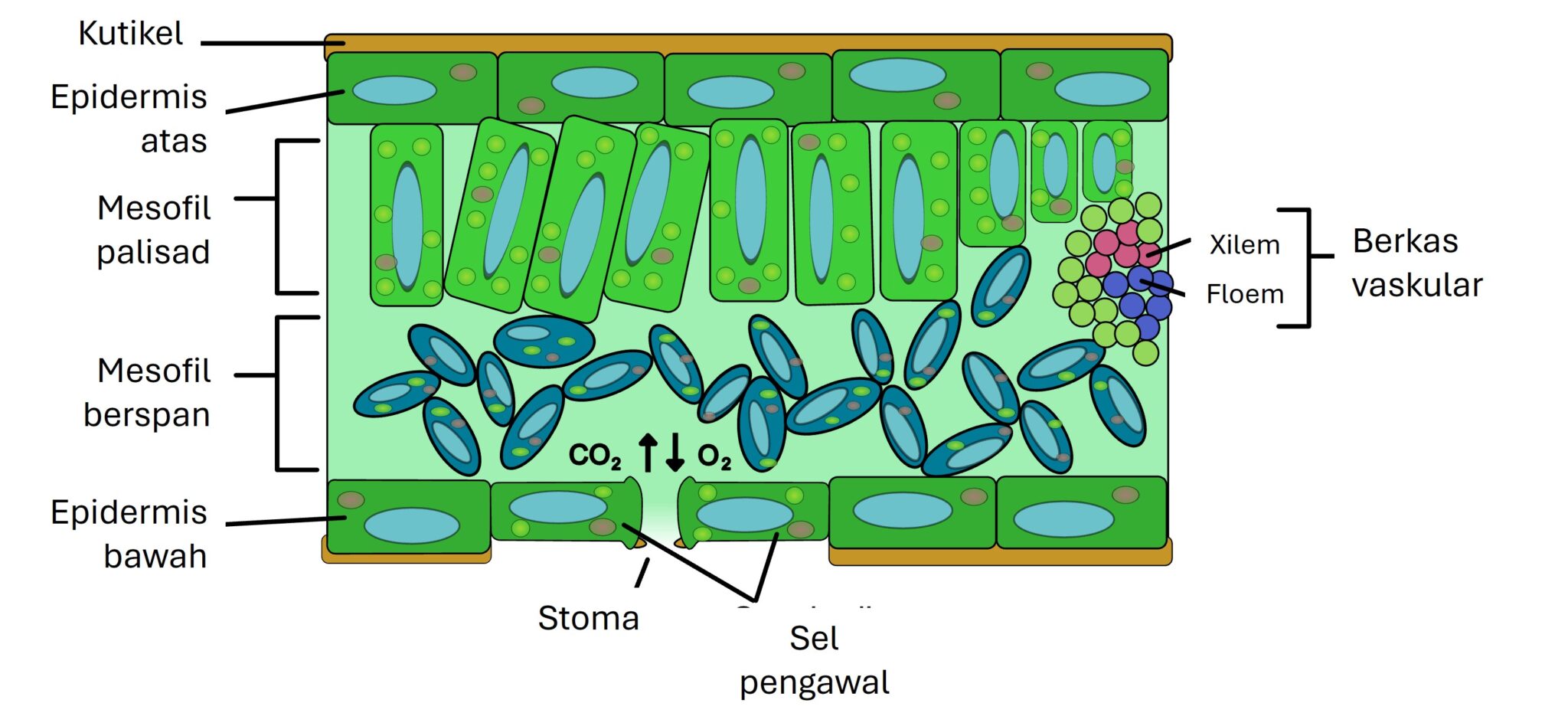 Struktur Dalaman Lamina Daun – Biologi SPM